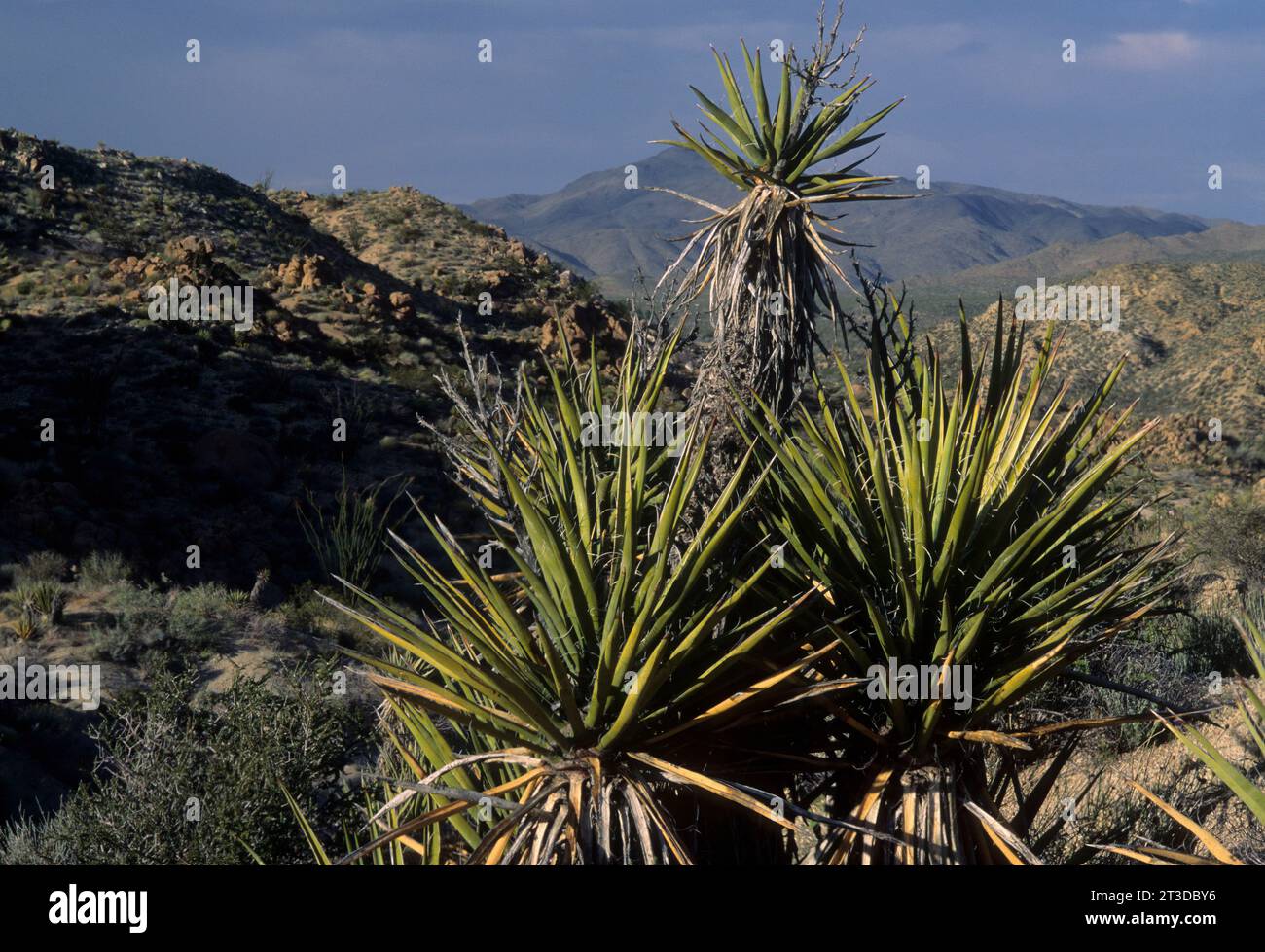 Mojave yucca near Cottonwood Spring, Joshua Tree National Park ...
