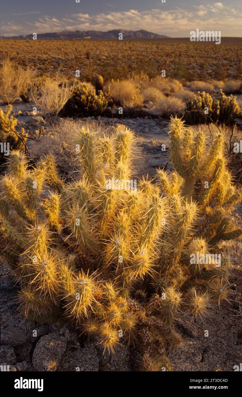 Cholla in Mountain Springs Palms area, Anza Borrego Desert State Park ...