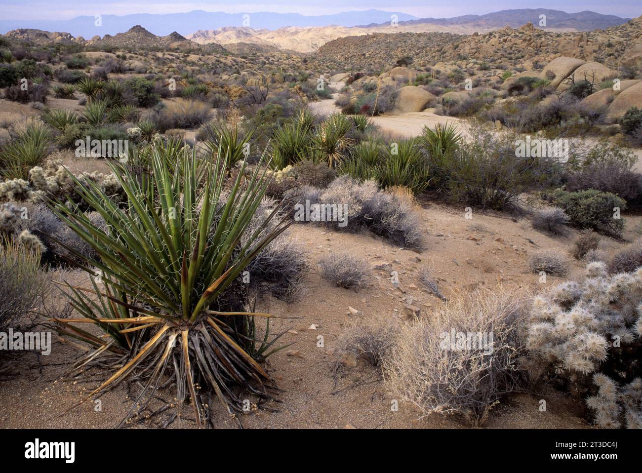Yucca palms hi-res stock photography and images - Alamy