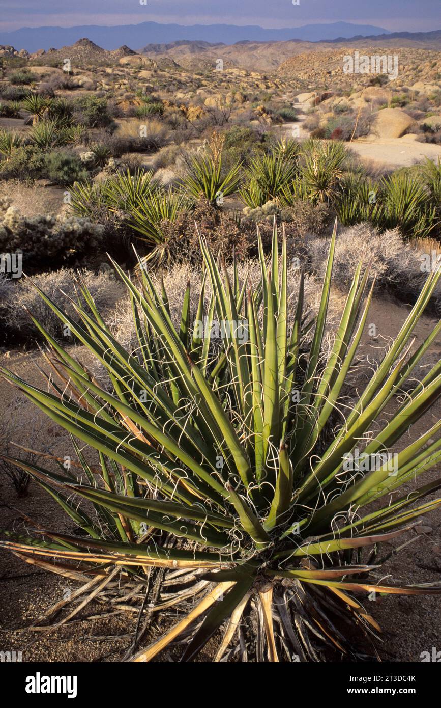 Yucca palms hi-res stock photography and images - Alamy