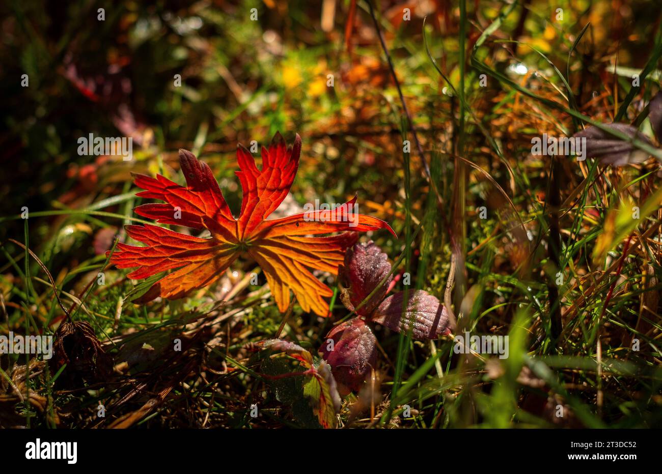 October 14, 2023: The woodland floor provides its own macro splendor ...