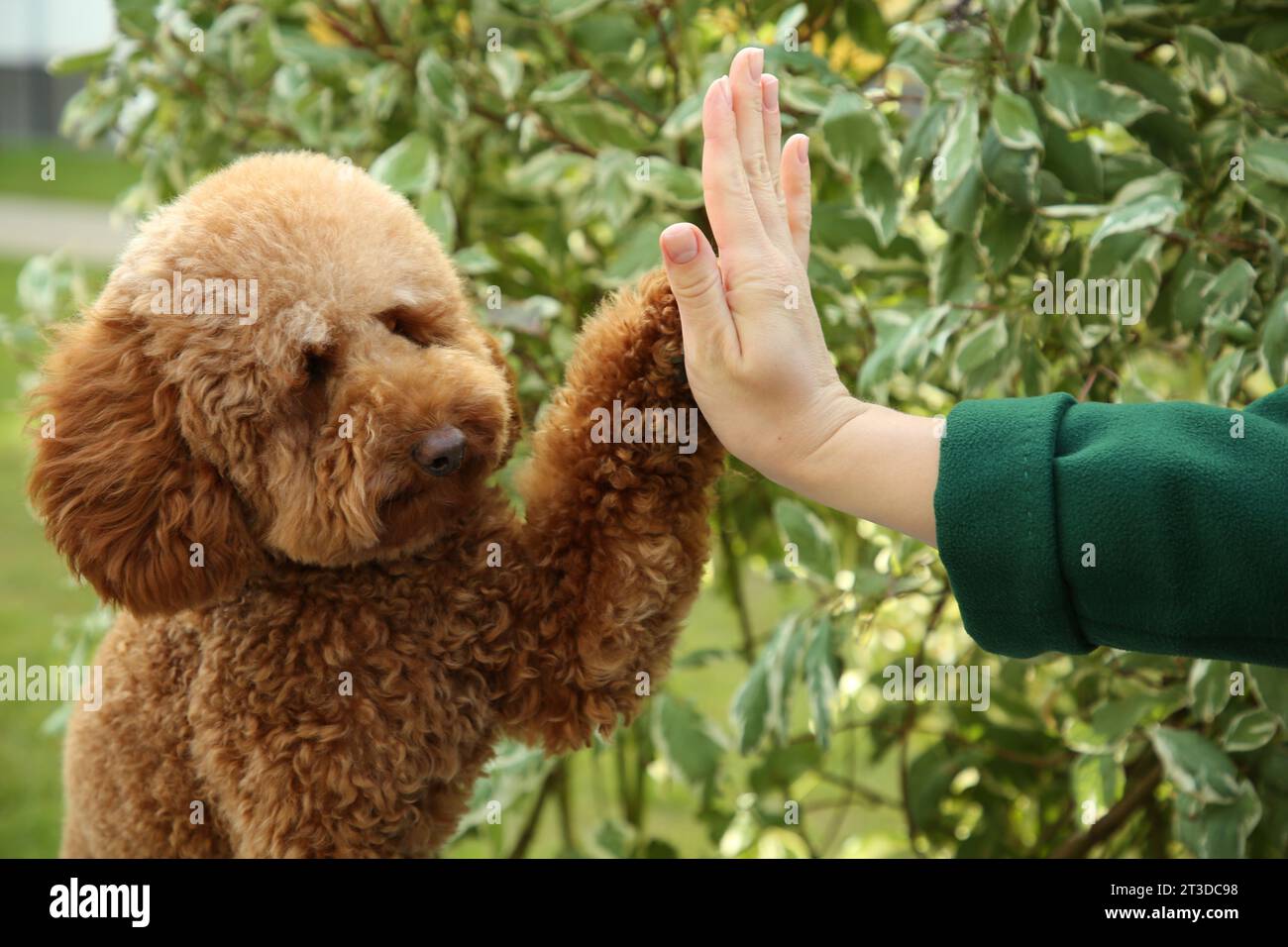 Cute Maltipoo dog giving high five to woman outdoors, closeup Stock ...