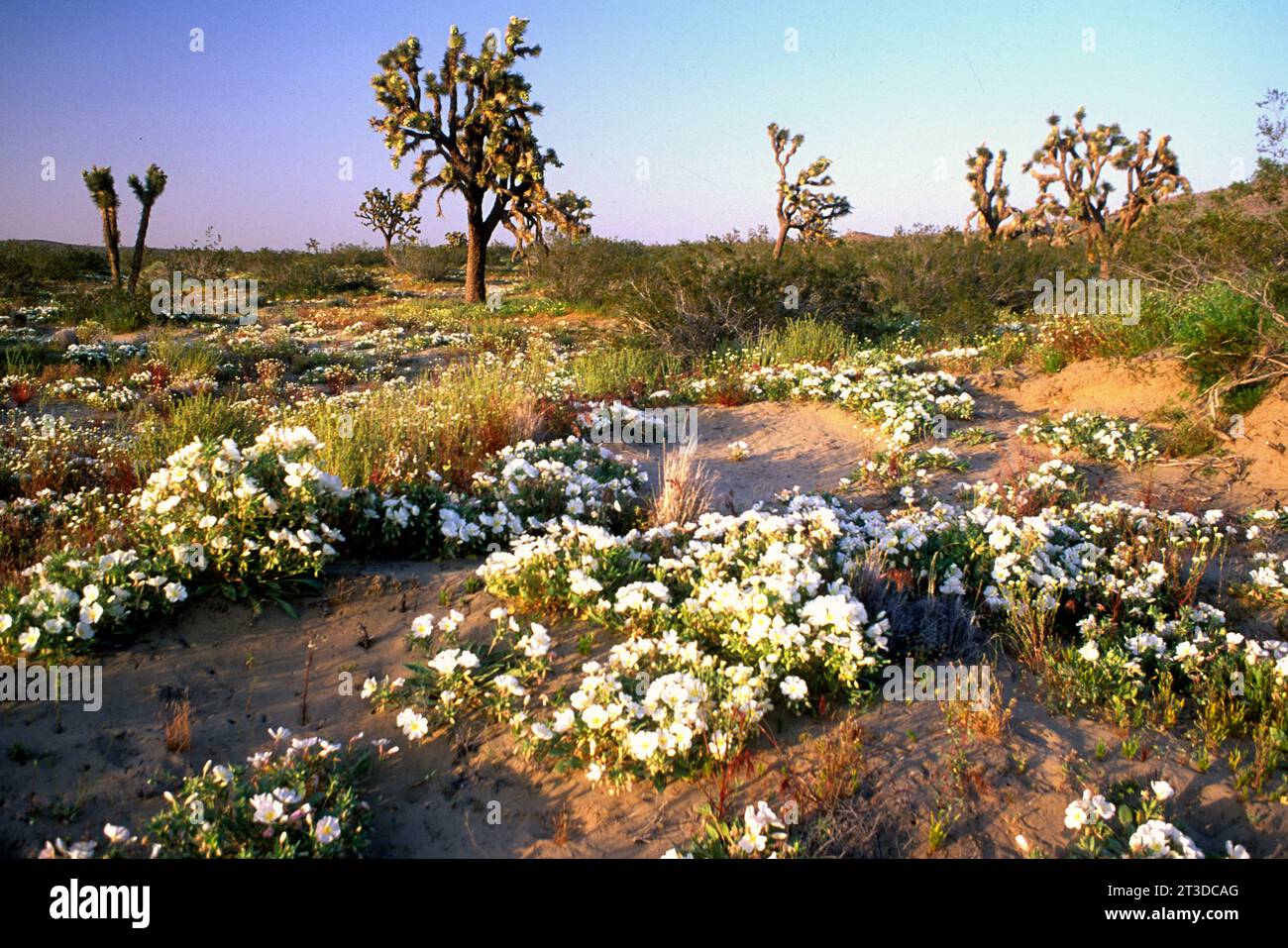 Desert primrose & Joshua tree, Saddleback Butte State Park, California ...