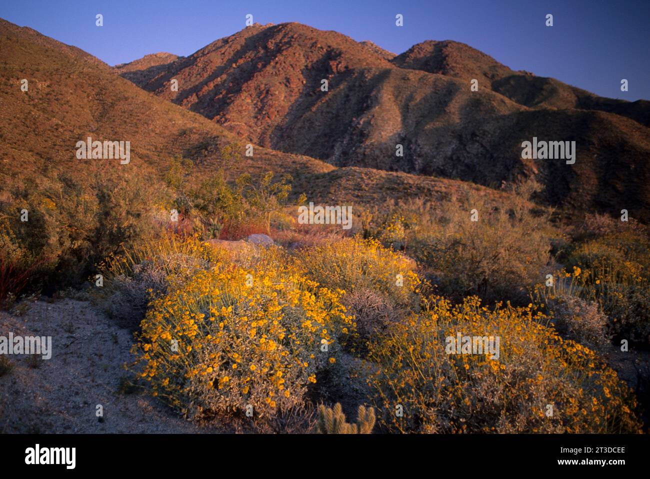 Desert view with brittlebush on Hells Hollow Trail, Anza Borrego Desert ...
