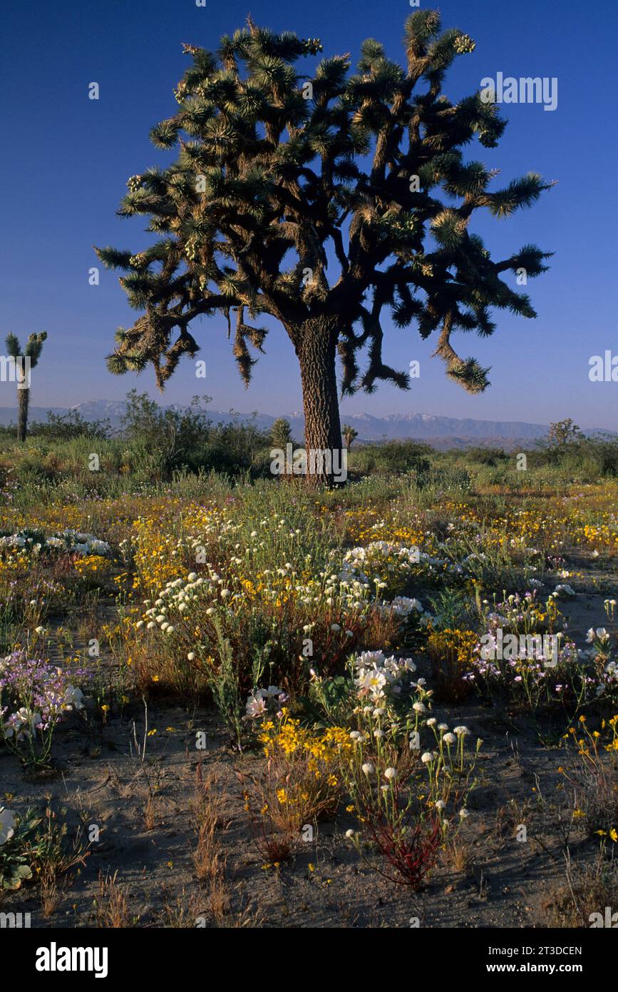 Desert primrose & Joshua tree, Saddleback Butte State Park, California ...
