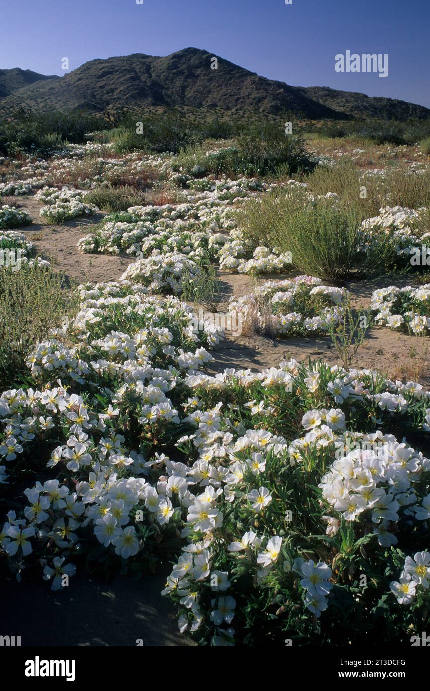 Desert primrose (Oenothera deltoides), Saddleback Butte State Park ...