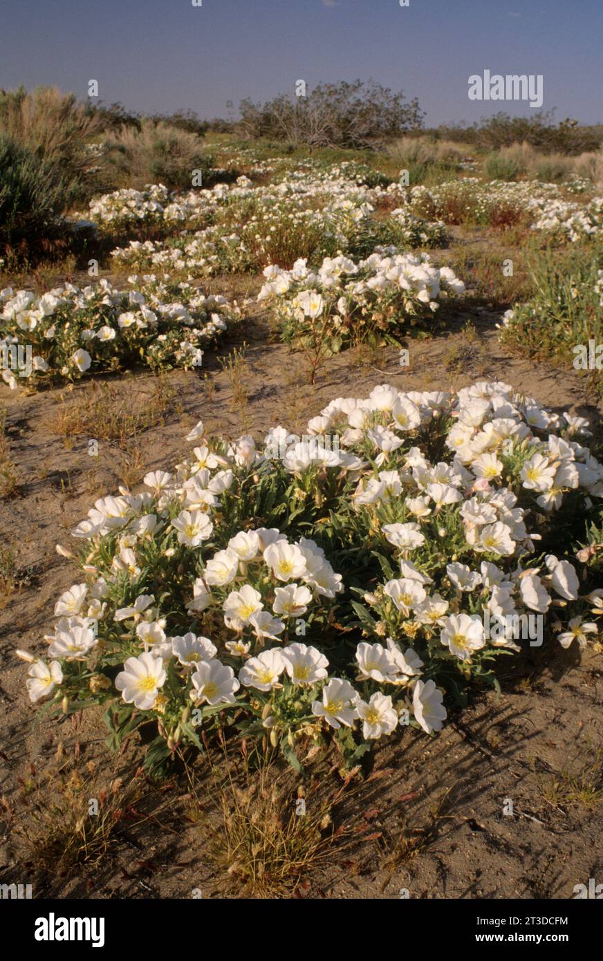 Desert primrose (Oenothera deltoides), Saddleback Butte State Park ...