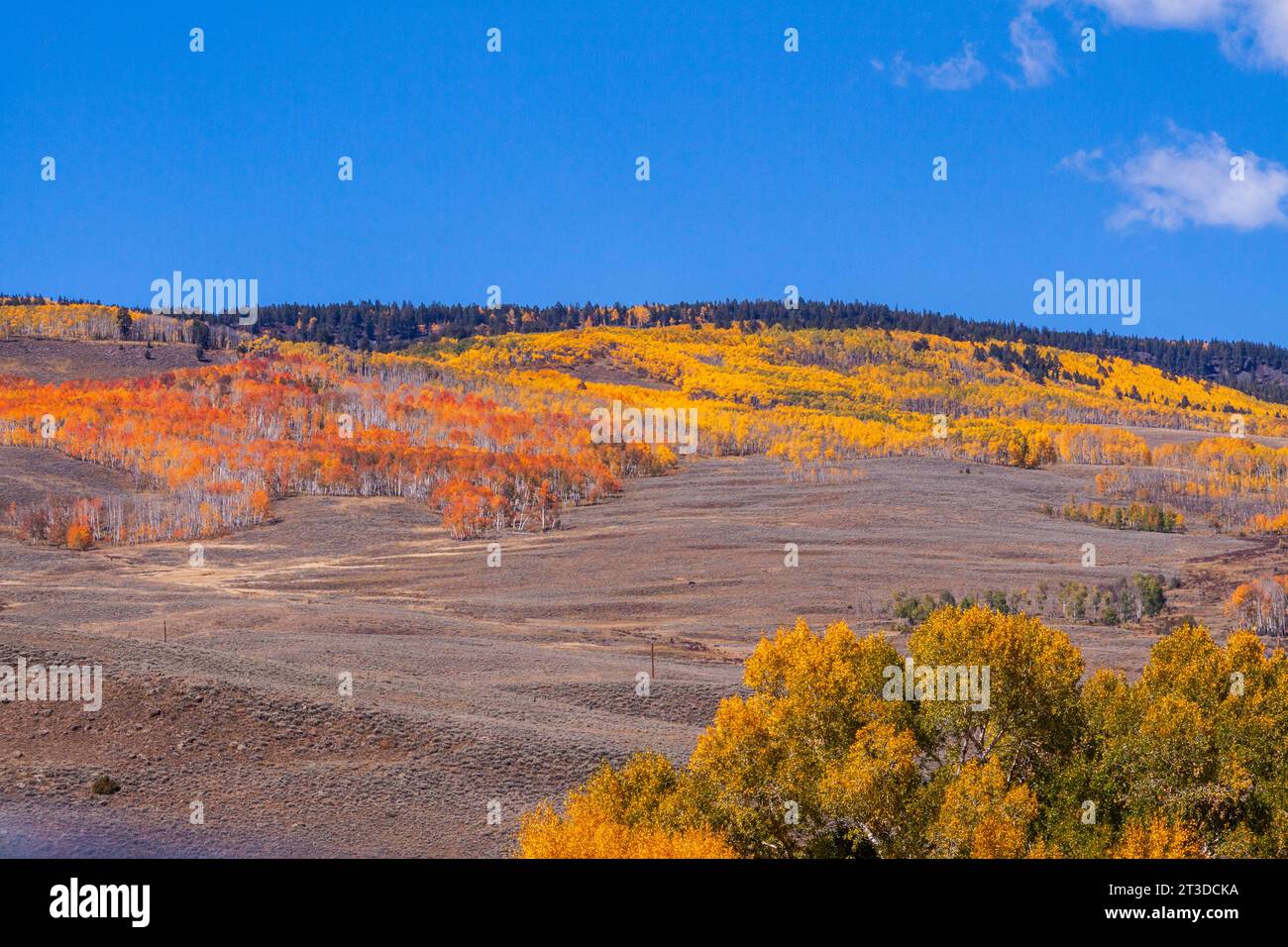 Largest native broadleaf trees hi-res stock photography and images - Alamy
