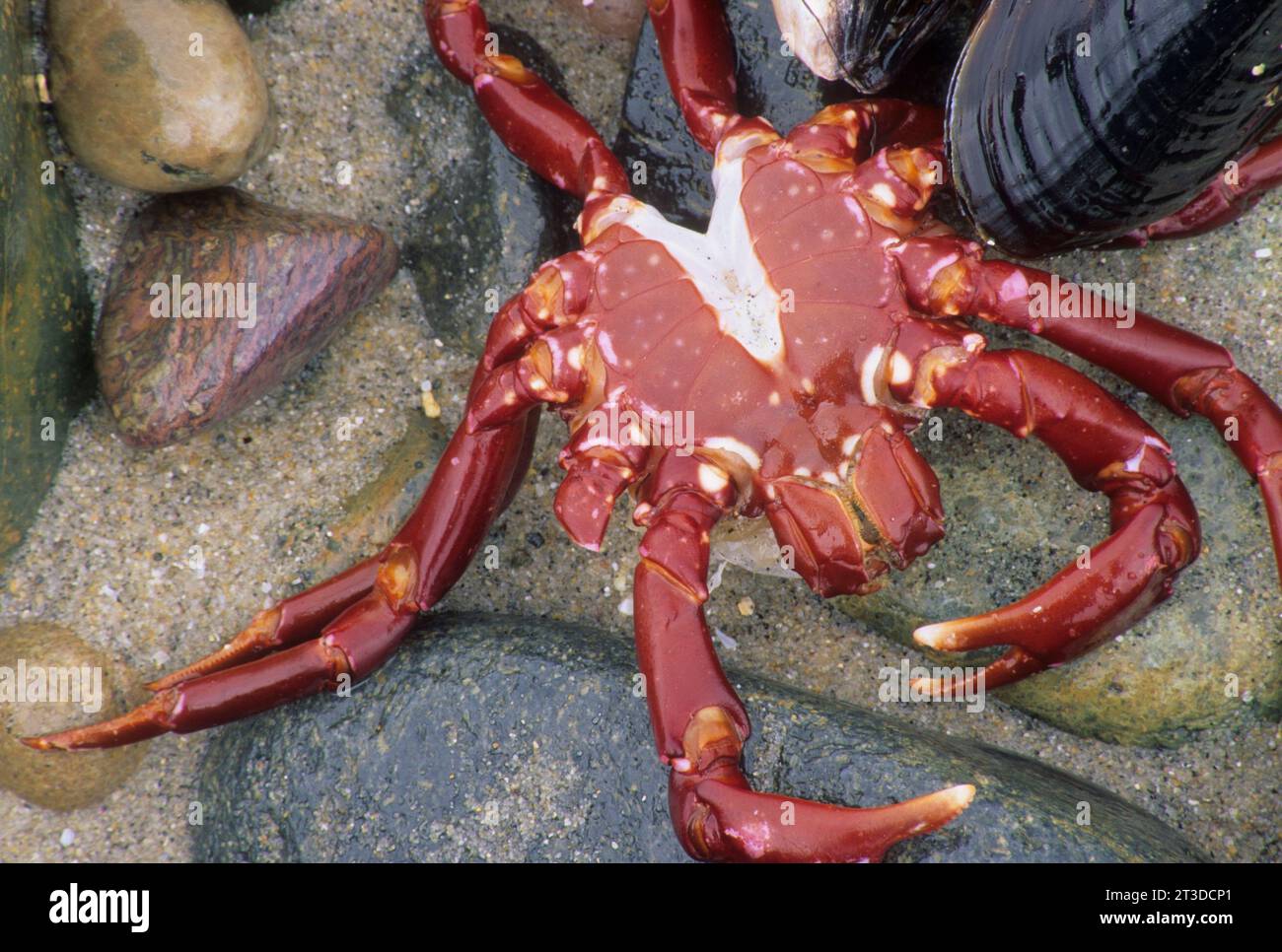 Crab stranded by storm on beach north of Tijuana River mouth, Tijuana ...