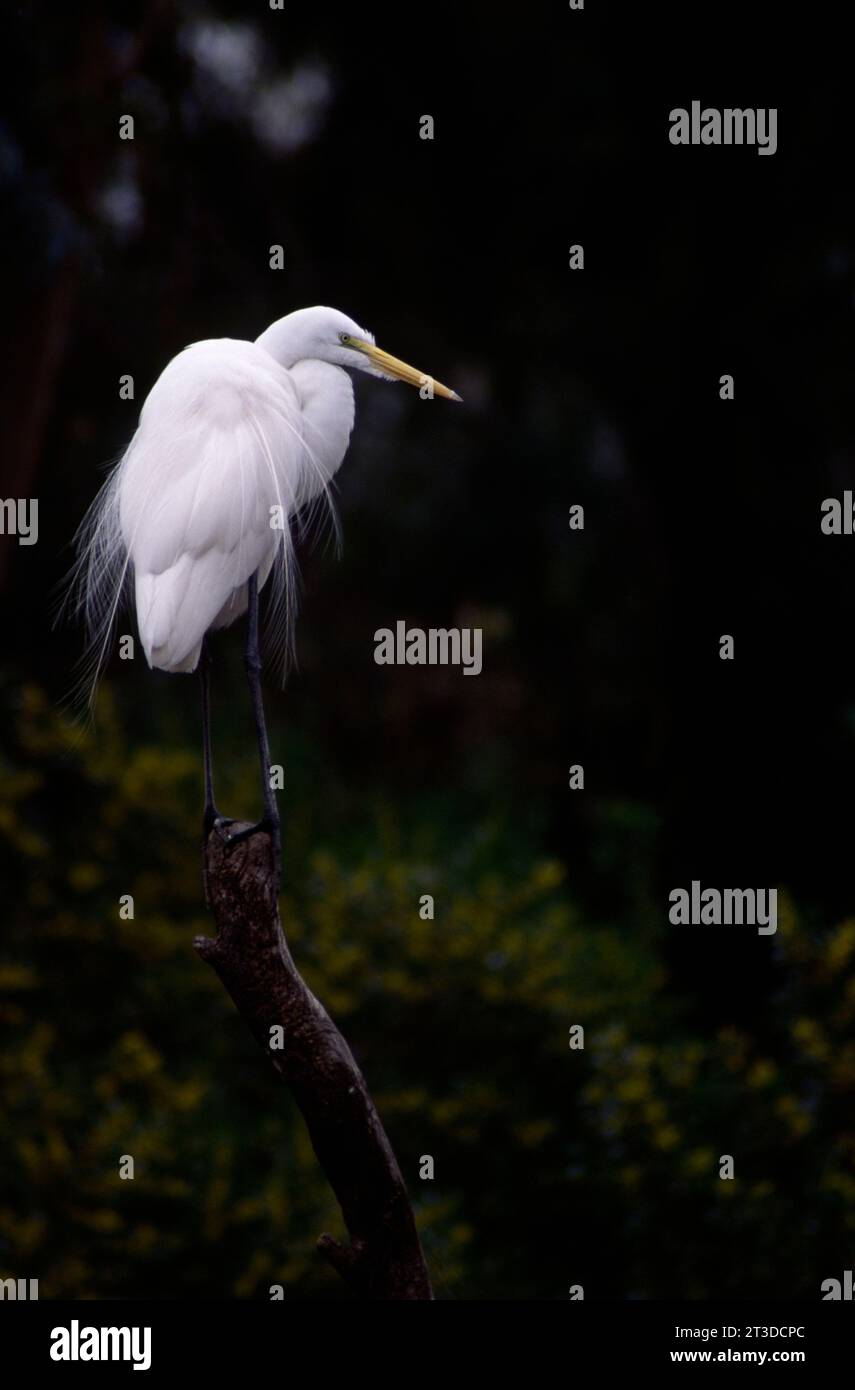 Great egret visitor, San Diego Zoo, Balboa Park, California Stock Photo ...