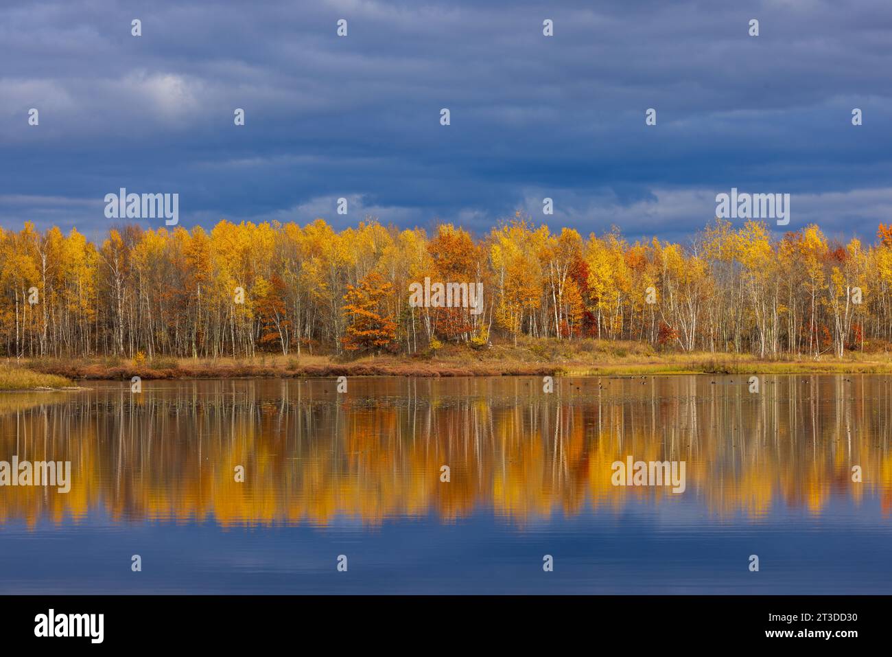 A striking fall landscape in northern Wisconsin Stock Photo - Alamy