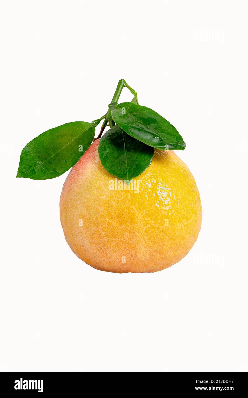 Grapefruit on white background Stock Photo - Alamy