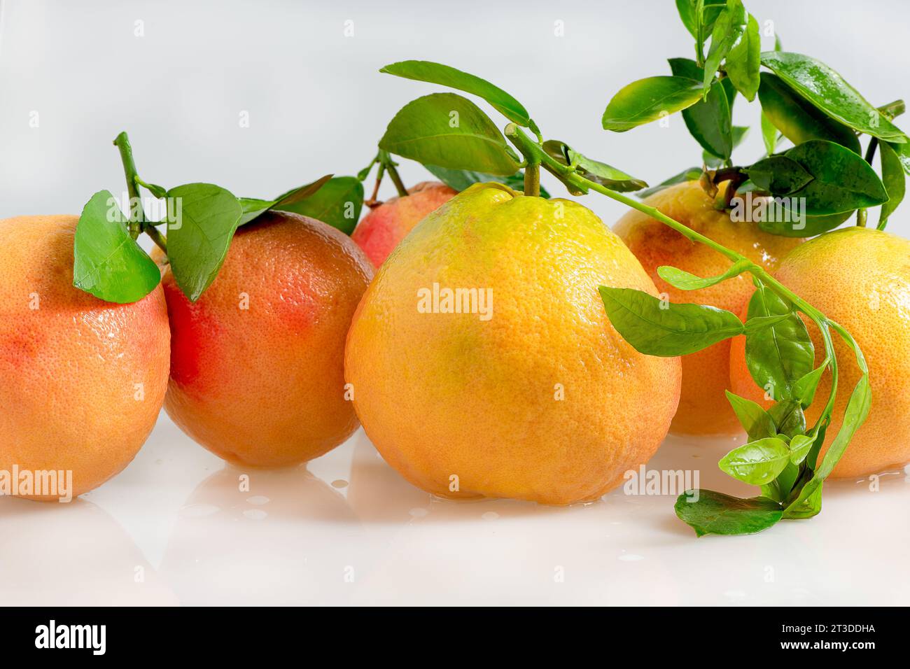 Multiple grapefruits on white background Stock Photo - Alamy