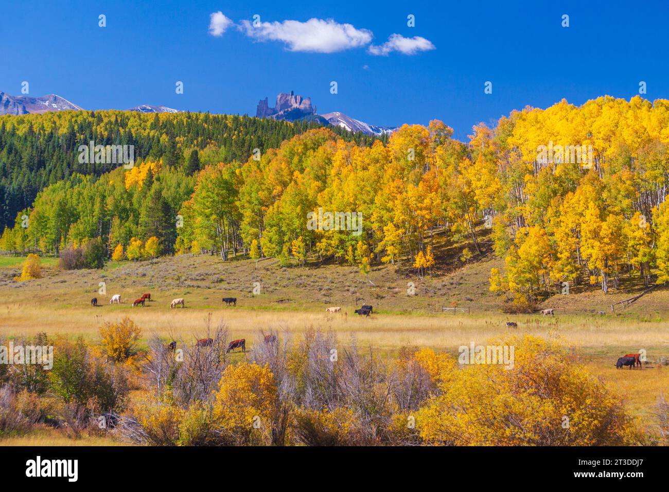 Farms And Ranches Showing Autumn Color With Aspens Turning Along The Ohio Pass Road Between