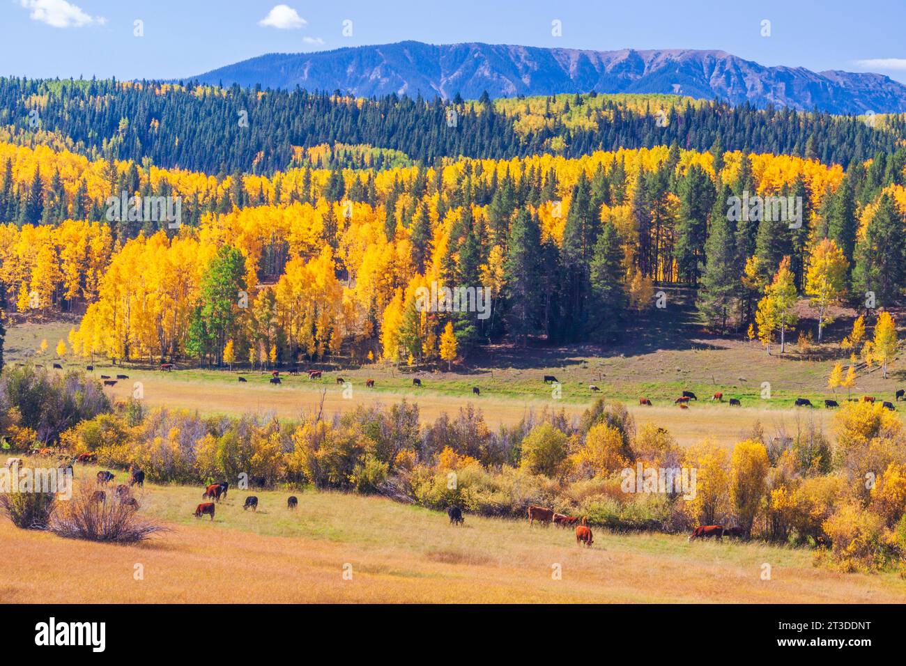 Farms and Ranches showing autumn color with Aspens turning - along the ...