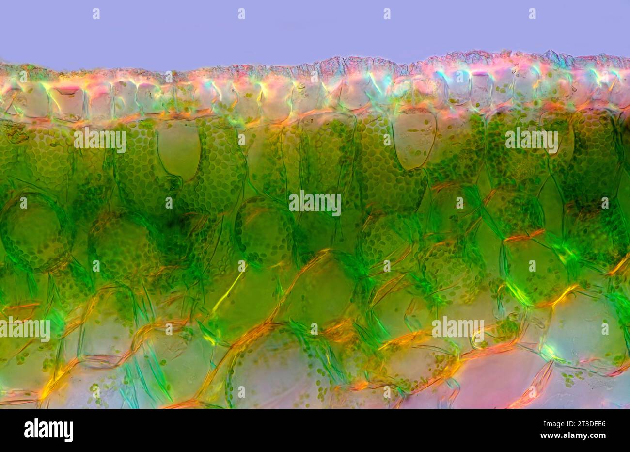 Hyacinth (Hyacinthus sp.) leaf, light micrograph Stock Photo - Alamy