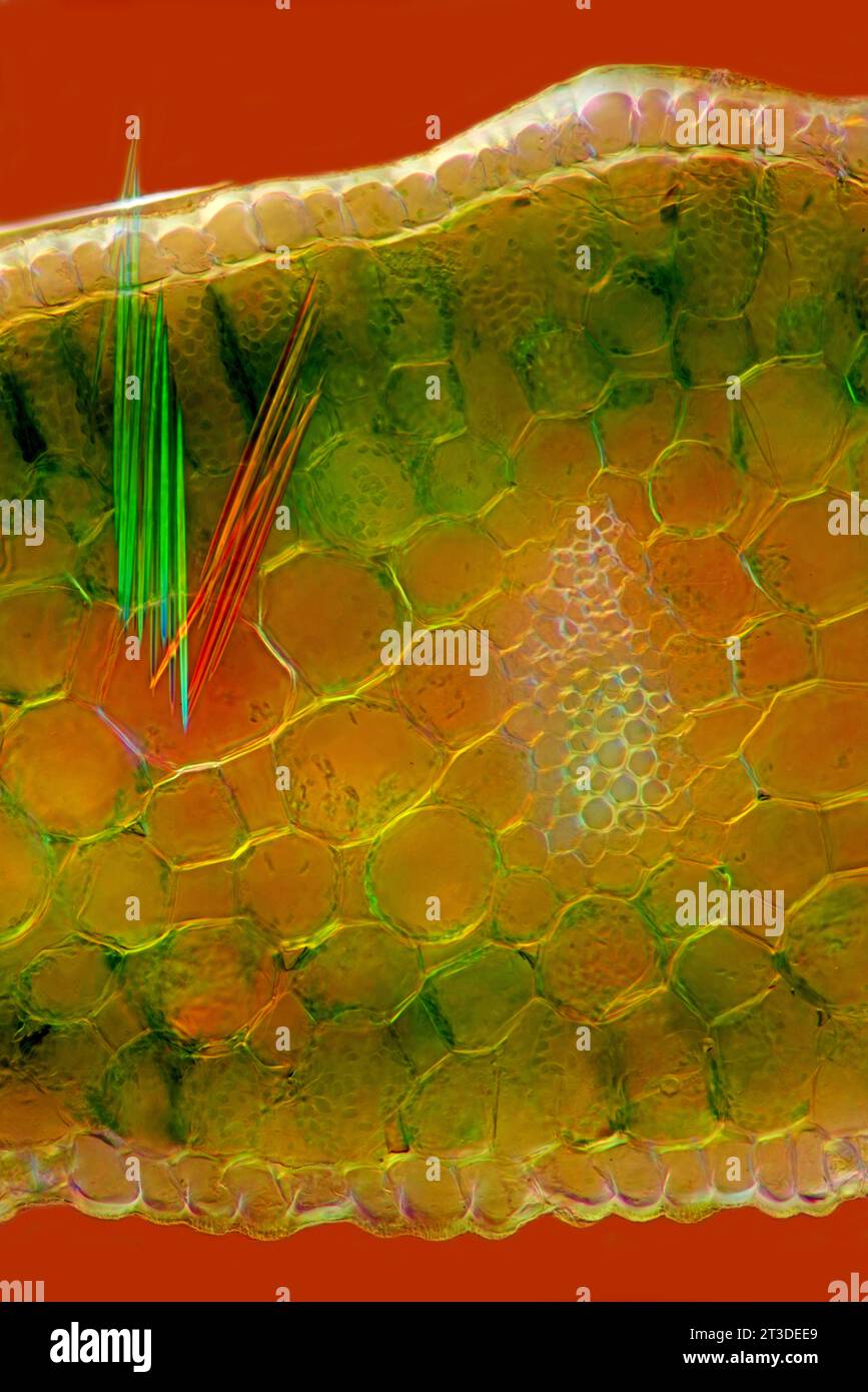 Hyacinth leaf with raphides, light micrograph Stock Photo - Alamy