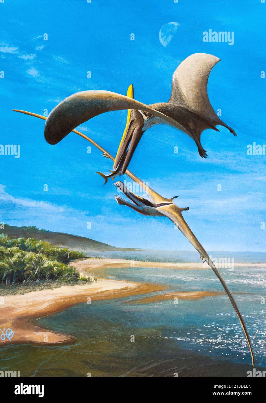 Ludodactylus and Arthurdactylus pterosaurs, illustration Stock Photo ...
