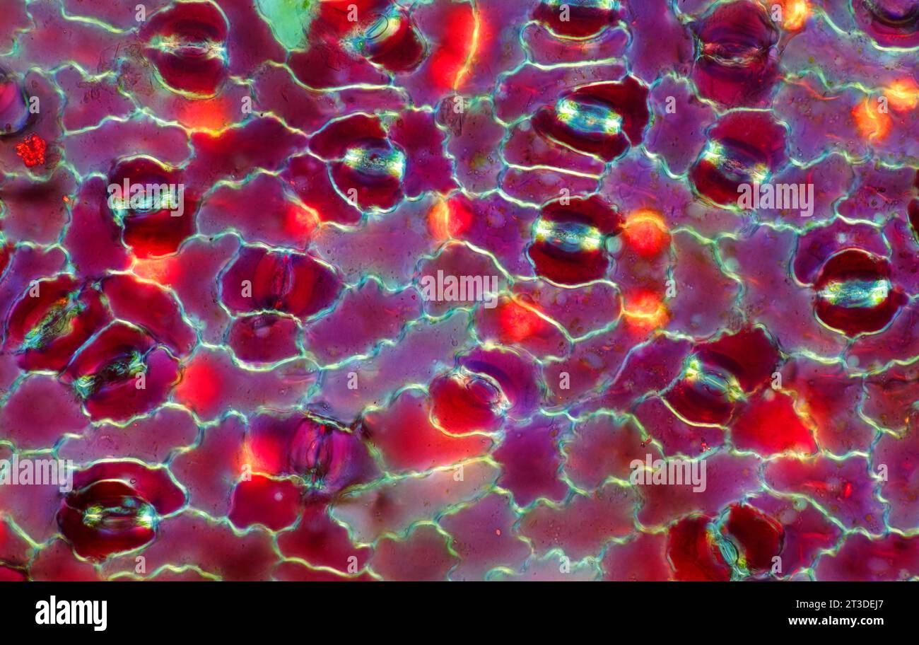 Stomata in croton leaf, light micrograph Stock Photo - Alamy