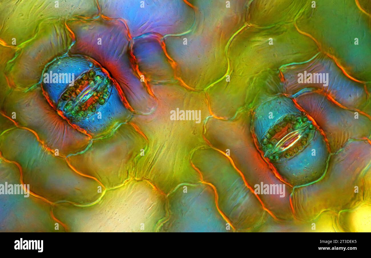 Stomata in spath leaf epidermis, light micrograph Stock Photo - Alamy