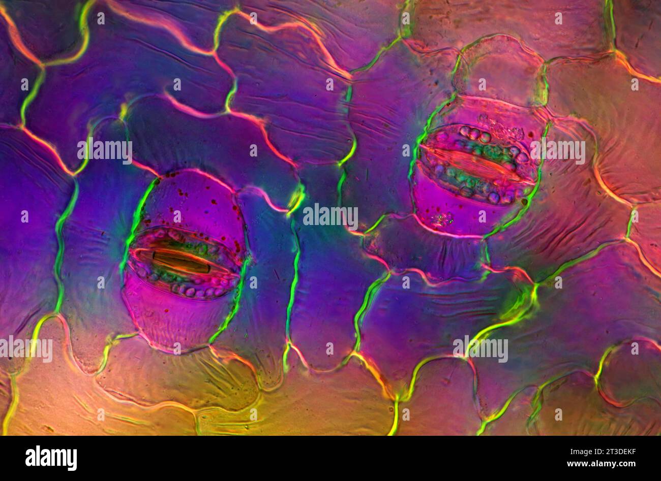 Stomata in spath leaf epidermis, light micrograph Stock Photo - Alamy