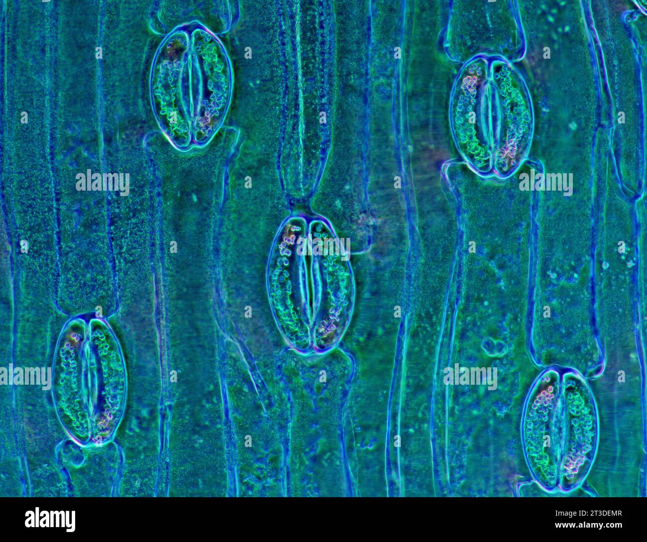 Stomata in tulip leaf epidermis, light micrograph Stock Photo - Alamy