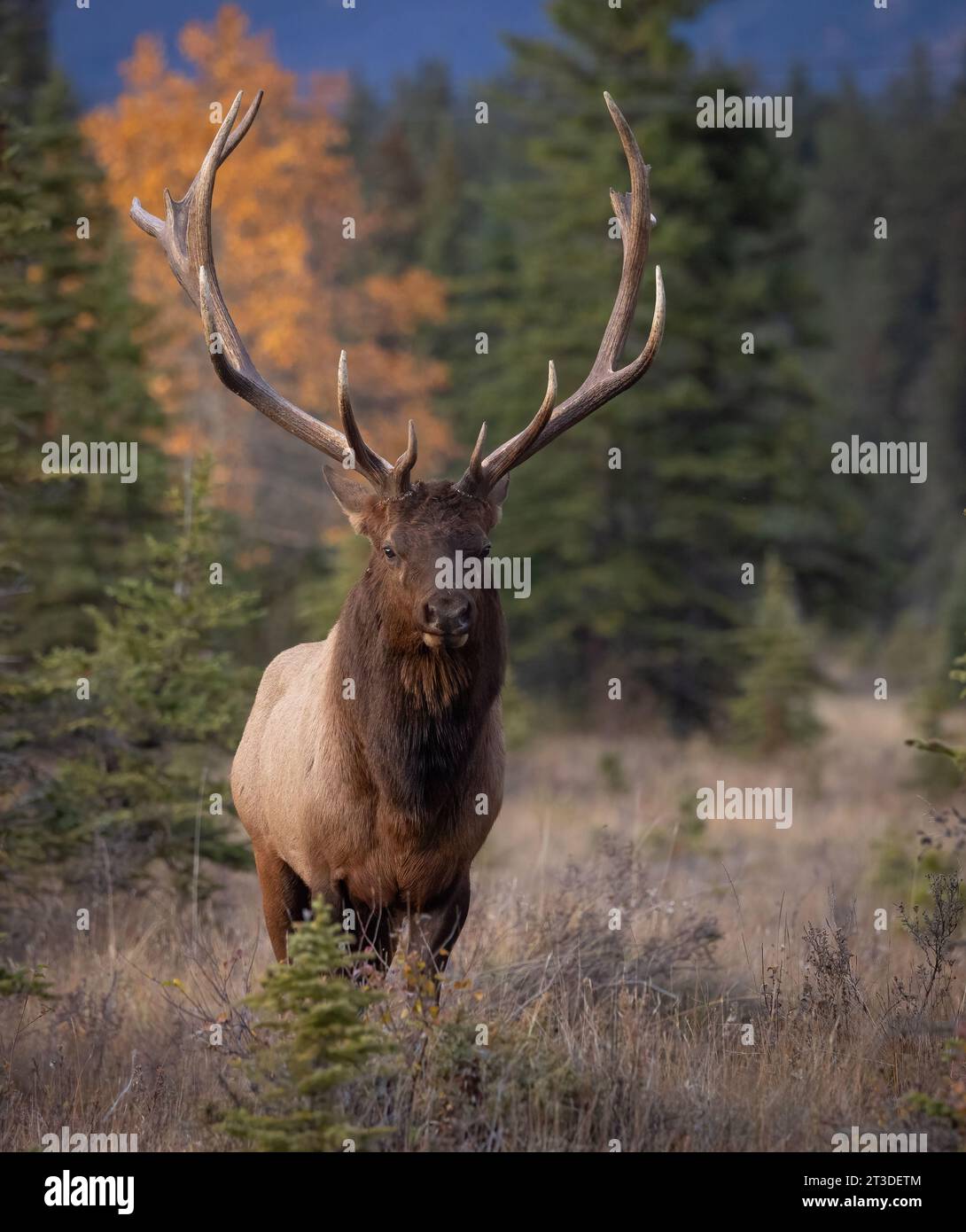 Elk rut in the Canadian Rockies Stock Photo - Alamy
