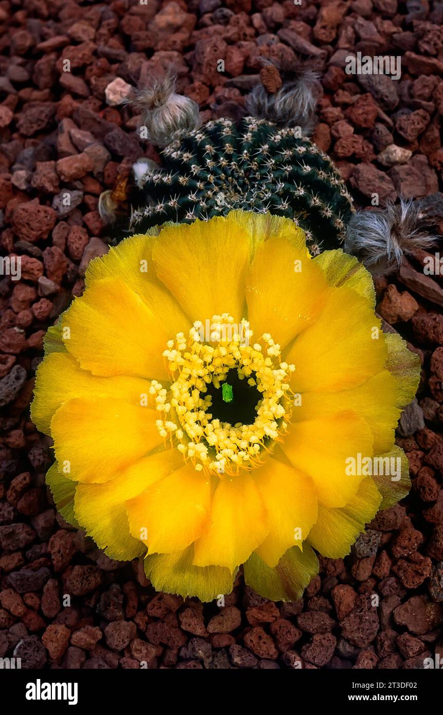 Echinopsis aurea ( syn Lobivia aurea), Cactaceae. Ornamental succulent ...