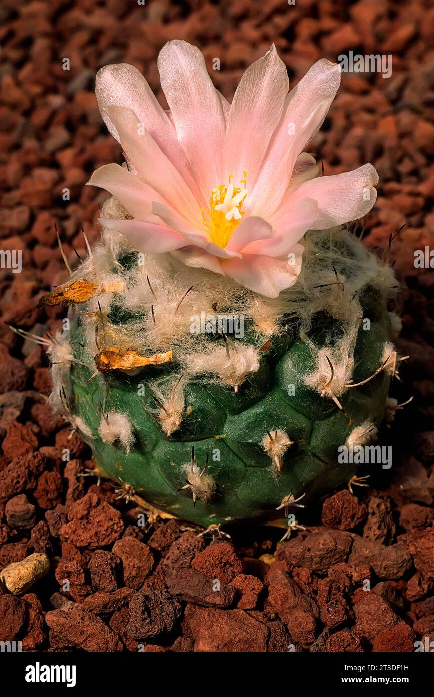 Turbinicarpus lophophoroides, Cactaceae. Ornamental succulent plant ...