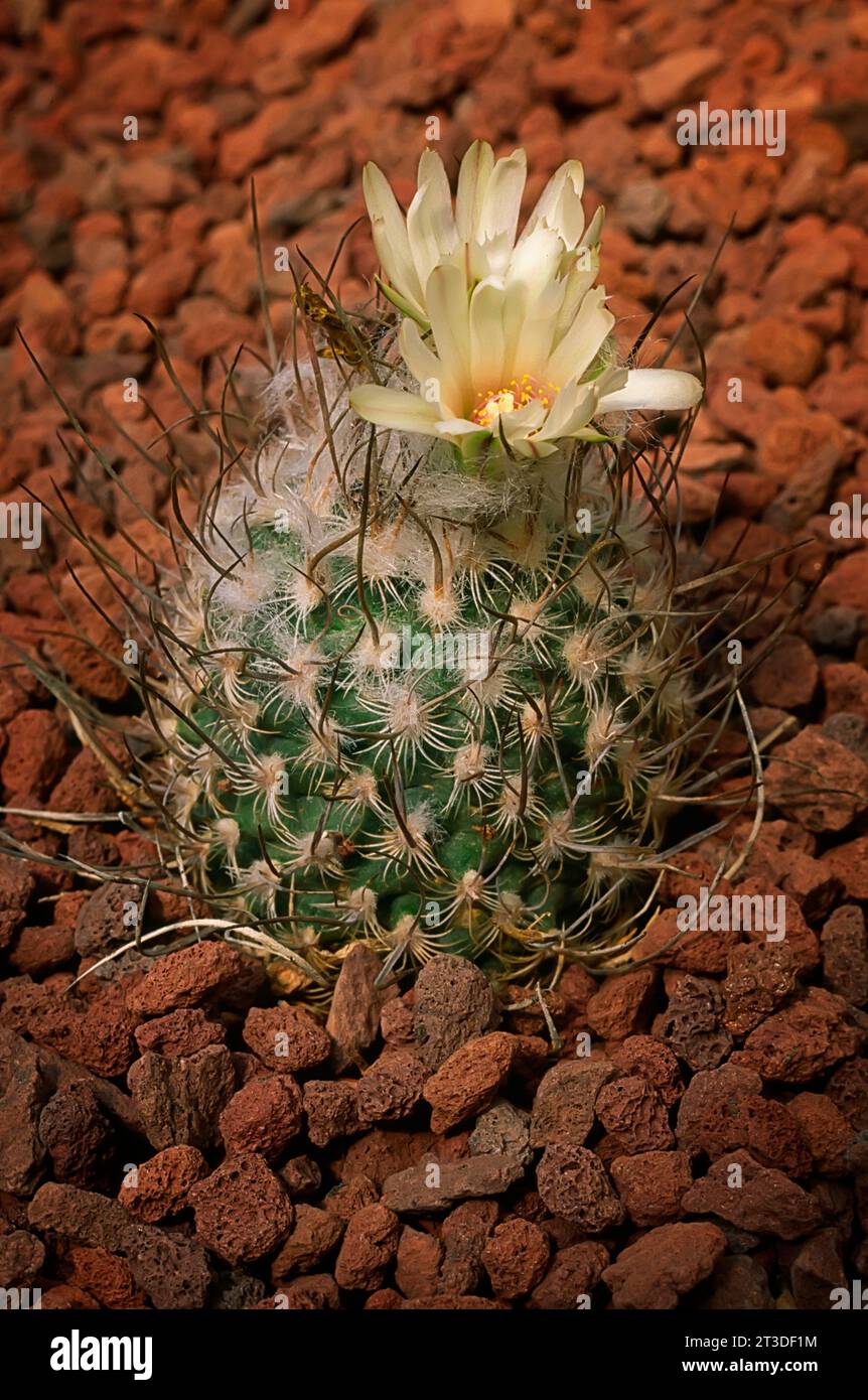 Turbinicarpus schmiedickeanus ssp. dickisoniae, Cactaceae. Ornamental ...
