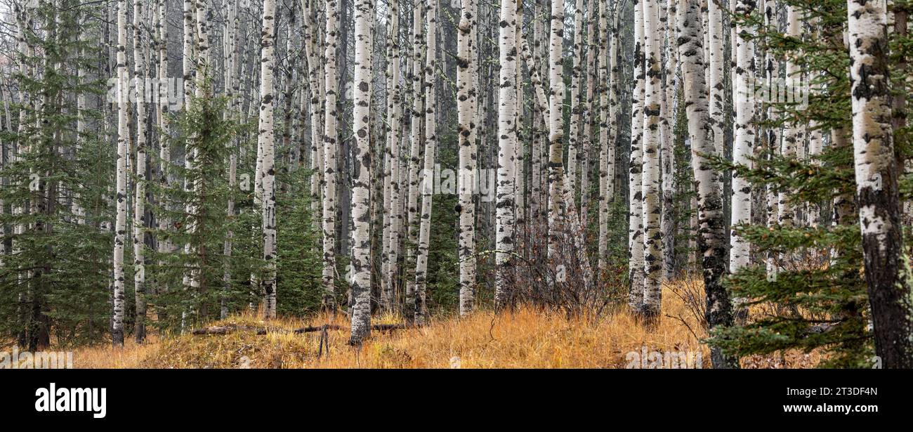 Banff and Jasper National Parak in Alberta, Canada Stock Photo - Alamy