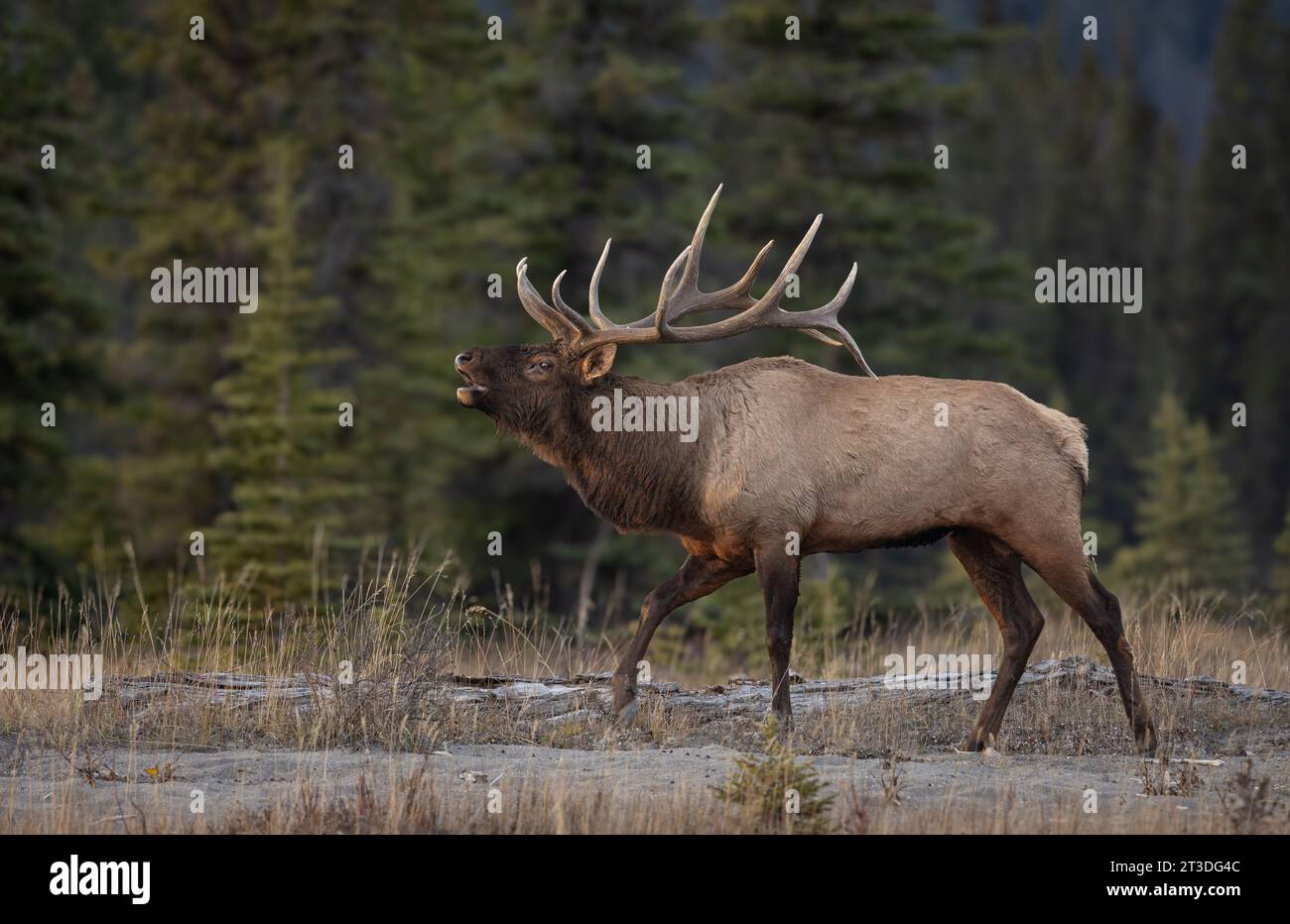 Elk rut in the Canadian Rockies Stock Photo - Alamy