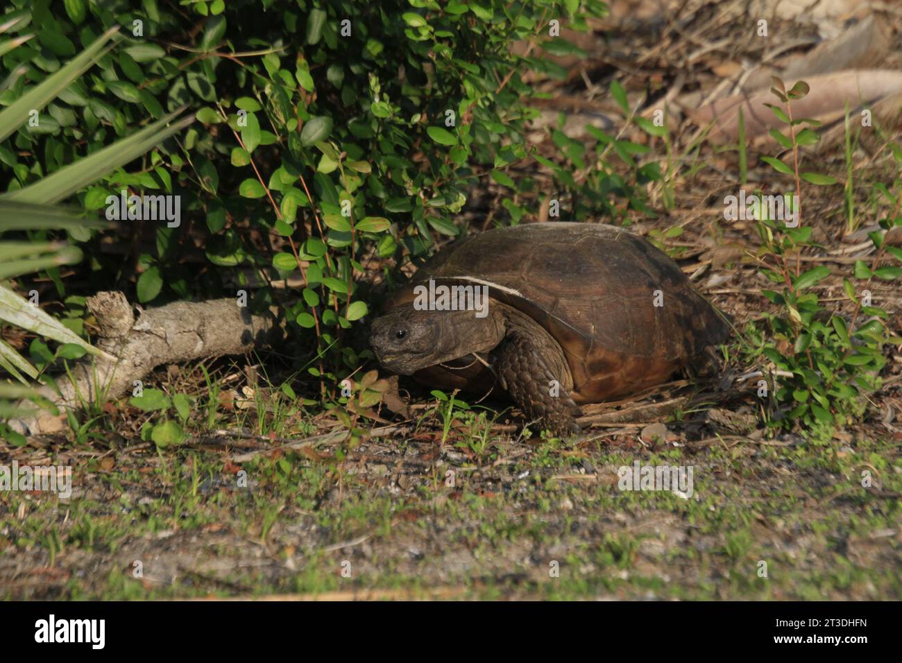 Native tortoise hi-res stock photography and images - Alamy