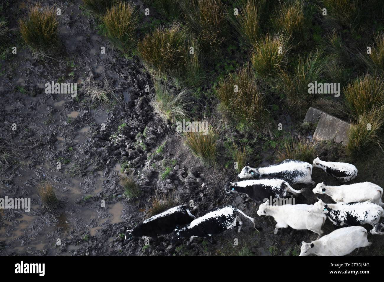 Aerial view capturing cattle entering a muddy landscape, signifying a ...