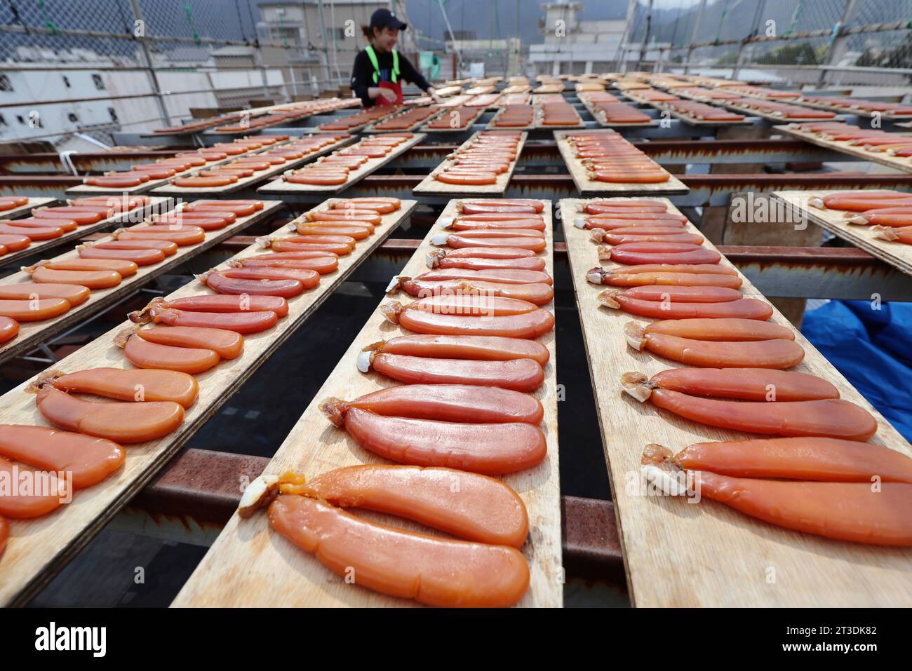 Production of karasumi, a delicacy made by salting mullet roe and ...