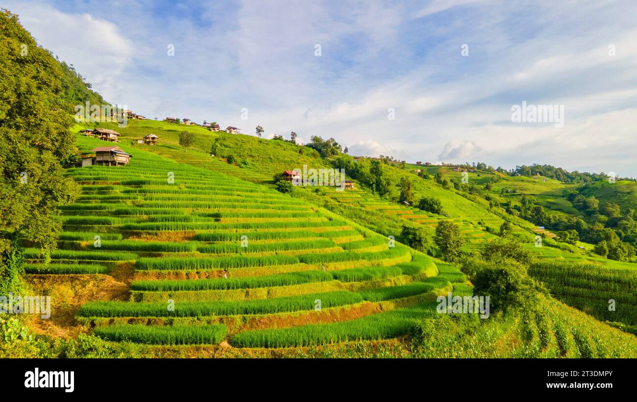 Curved green Terraced Rice Field in Chiangmai, Thailand, Pa Pong Piang ...