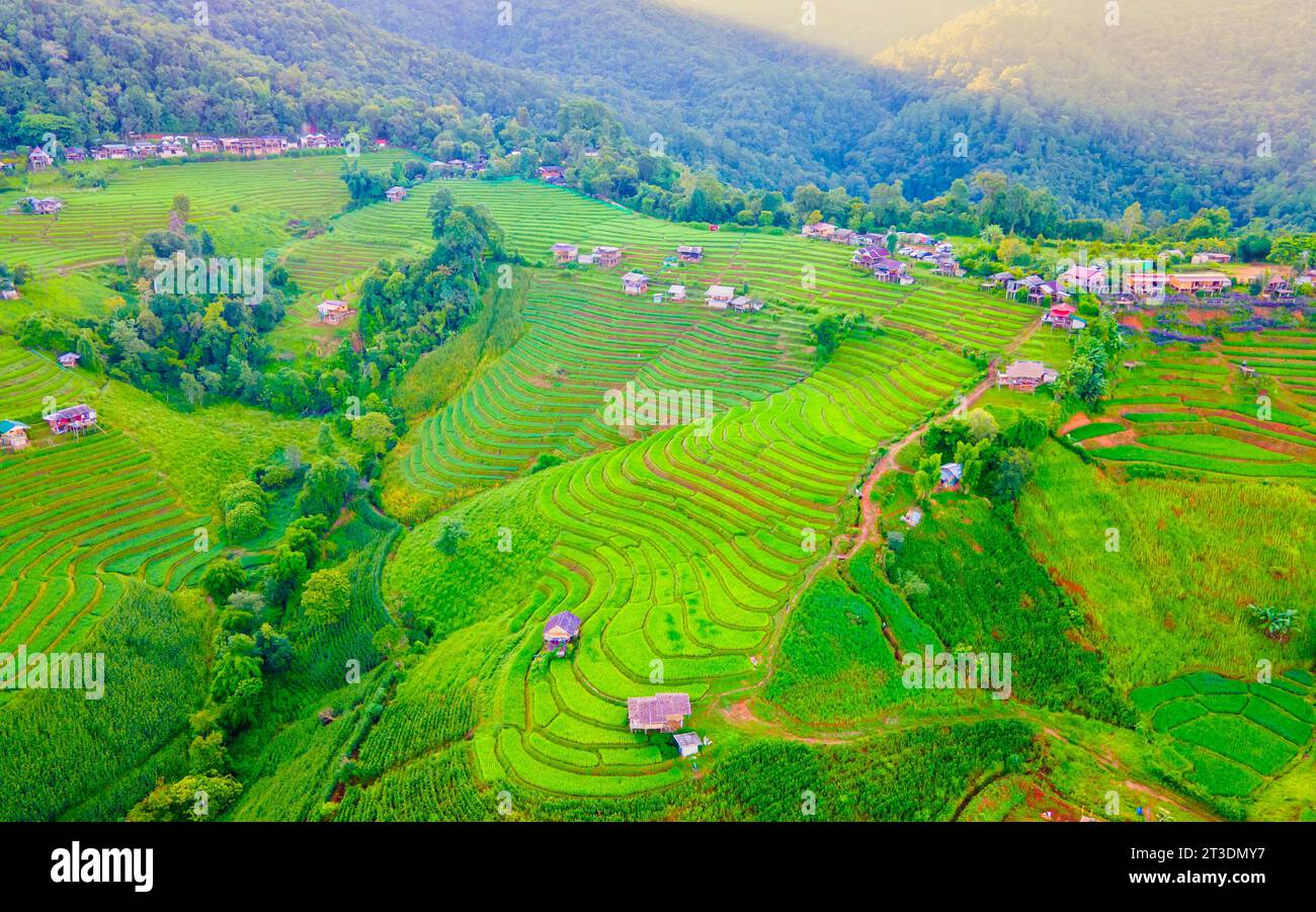 Terraced Rice Field in Chiangmai, Thailand, Pa Pong Piang rice terraces ...