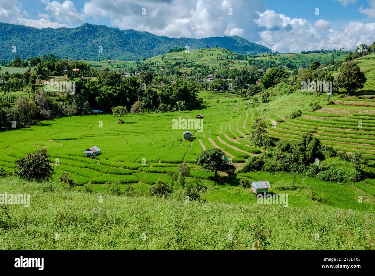 Terraced Rice Field in Chiangmai during the green rain season, Thailand. Royal Project Khun Pae ...