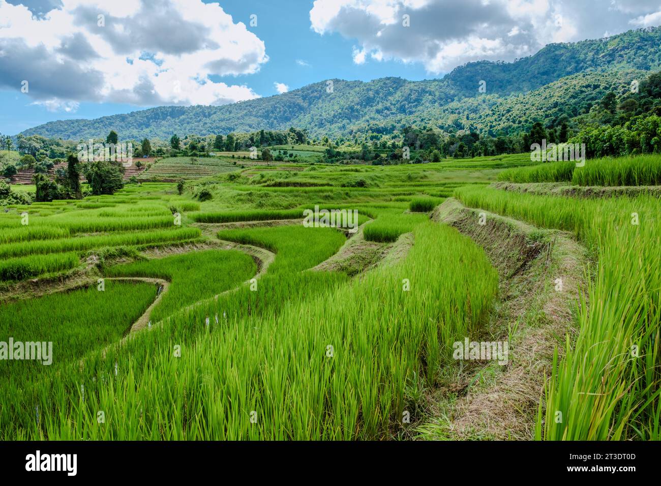 Terraced Rice Field in Chiangmai during the green rain season, Thailand. Royal Project Khun Pae ...