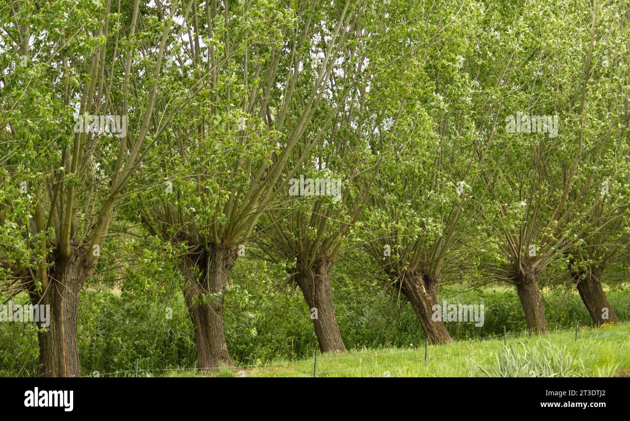 A closeup of a row of green willows tree Stock Photo - Alamy