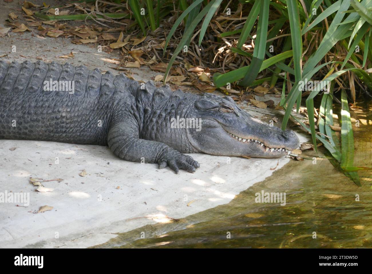 Los Angeles, California, USA 16th October 2023 American Alligator at LA ...