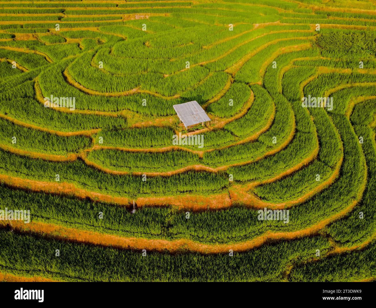 sunset in the mountains with green Terraced Rice Fields in Chiangmai ...