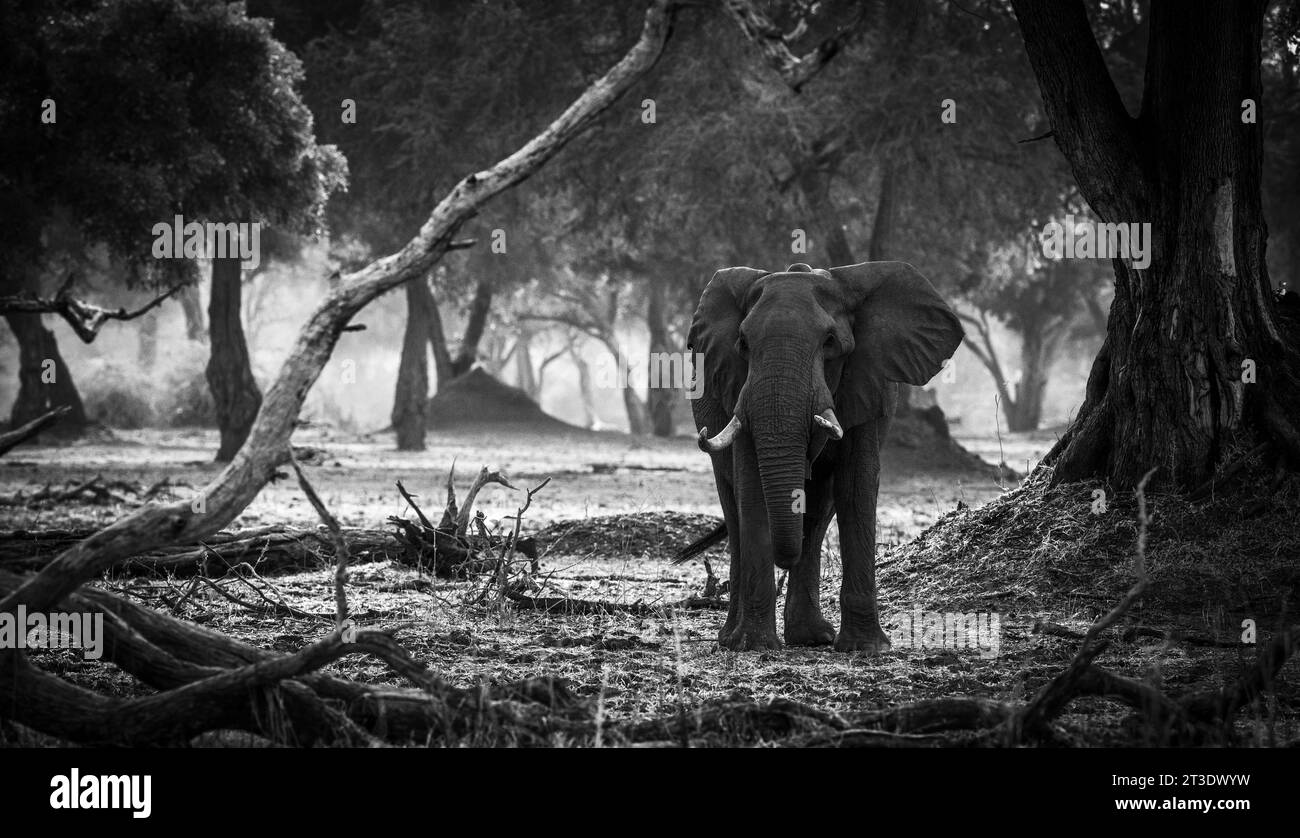 Elephant is seen in Mana Pools forest in Zimbabwe on 18 October 2023 ...