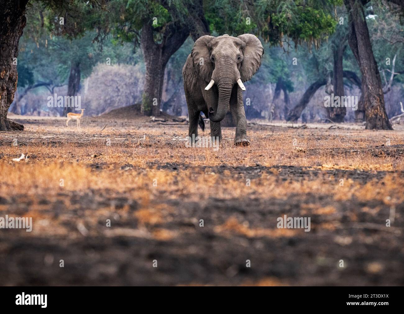 Elephant is seen in Mana Pools forest in Zimbabwe on 18 October 2023 ...