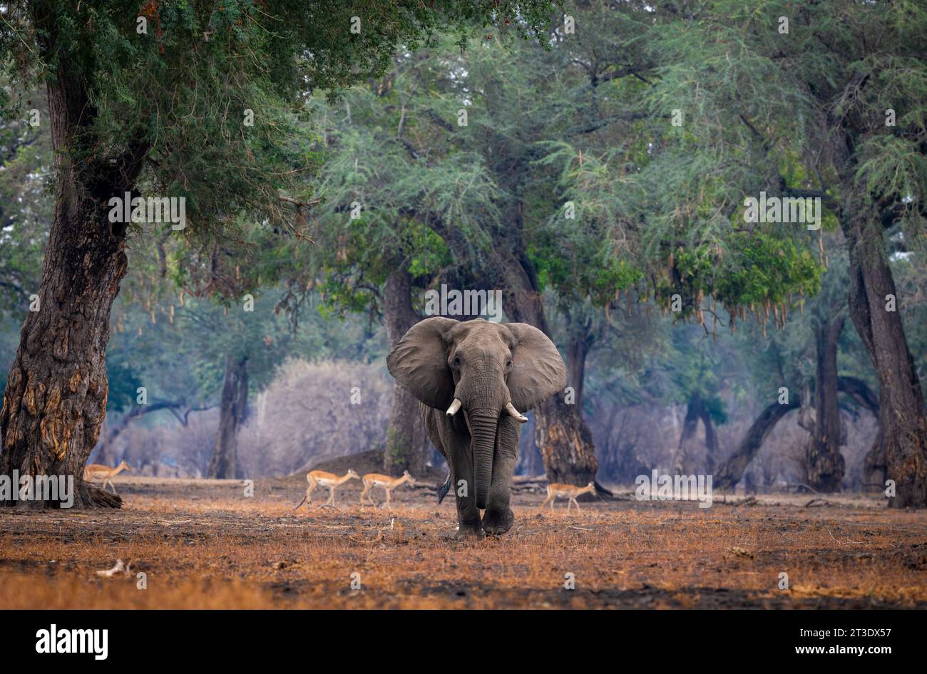 Elephant is seen in Mana Pools forest in Zimbabwe on 18 October 2023 ...