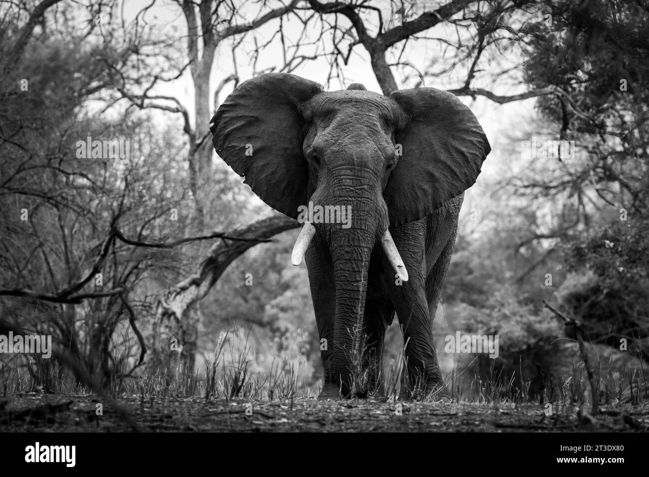 Elephant is seen in Mana Pools forest in Zimbabwe on 18 October 2023 ...