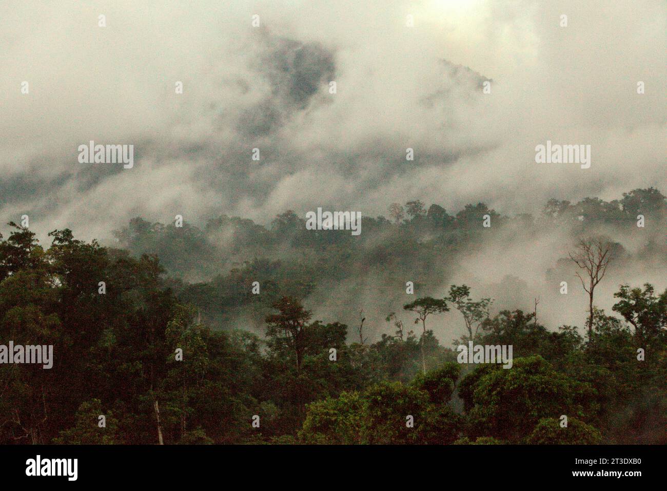 Landscape of a rainforest area at the foot of Mount Tangkoko and ...
