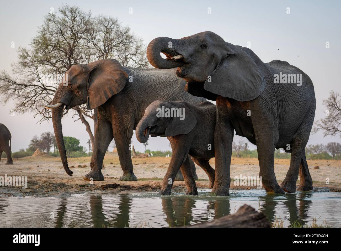 Elephants are seen in water point at Hwange national park in Zimbabwe ...