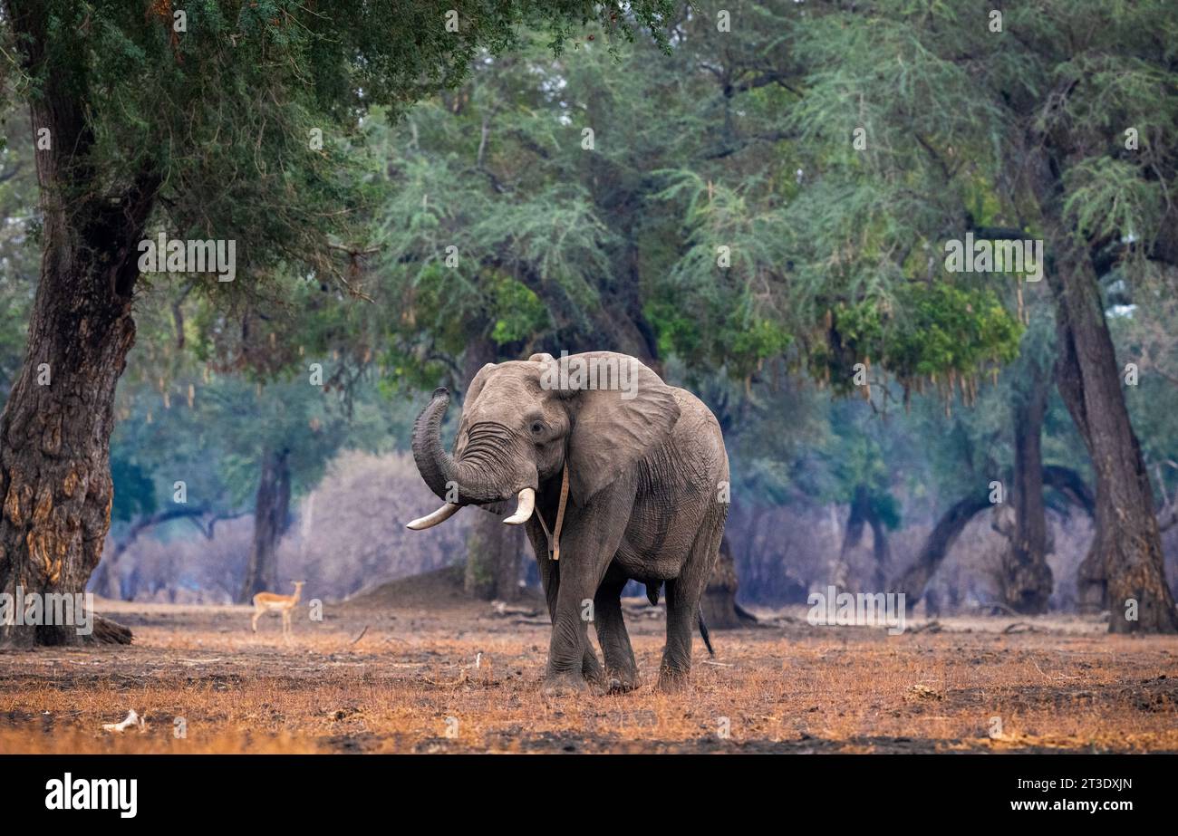 Elephant is seen in Mana Pools forest in Zimbabwe on 18 October 2023 ...