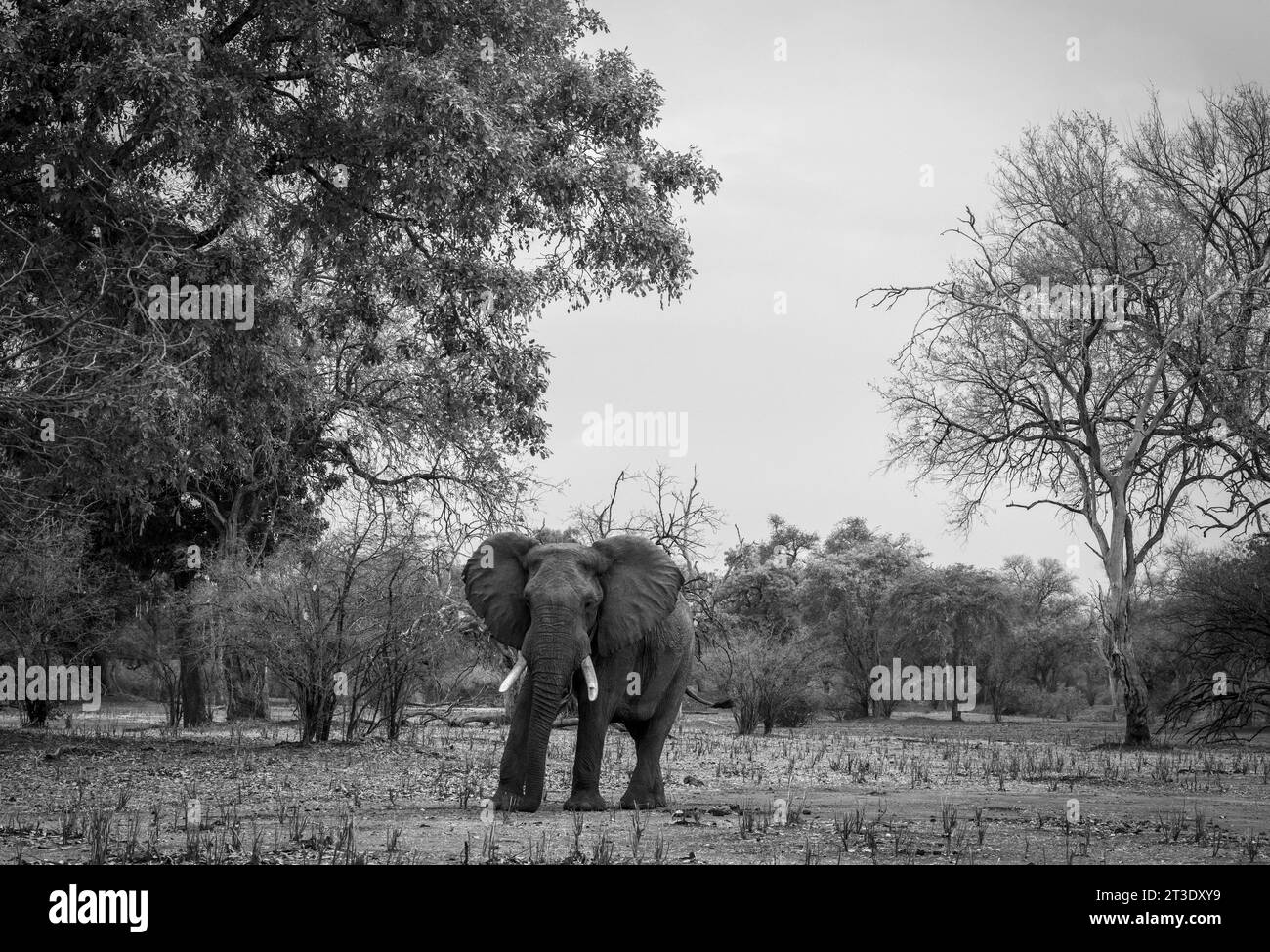 Elephant is seen in Mana Pools forest in Zimbabwe on 18 October 2023 ...